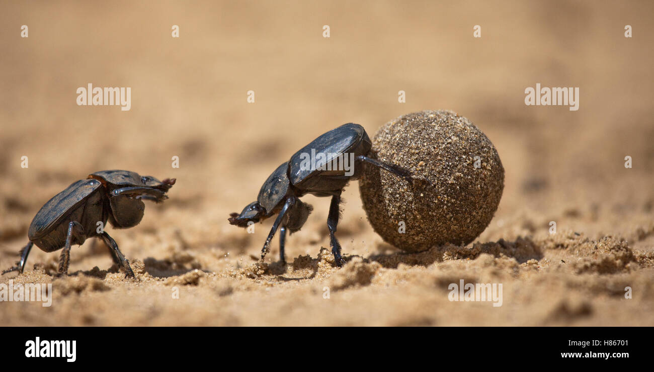 Giant Flattened Dung Beetle (Pachylomera femoralis) pair fighting over ...