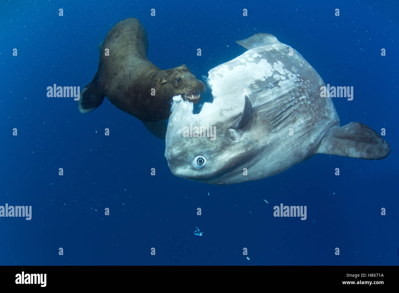 California Sea Lion (Zalophus californianus) feeding on Ocean Sunfish ...