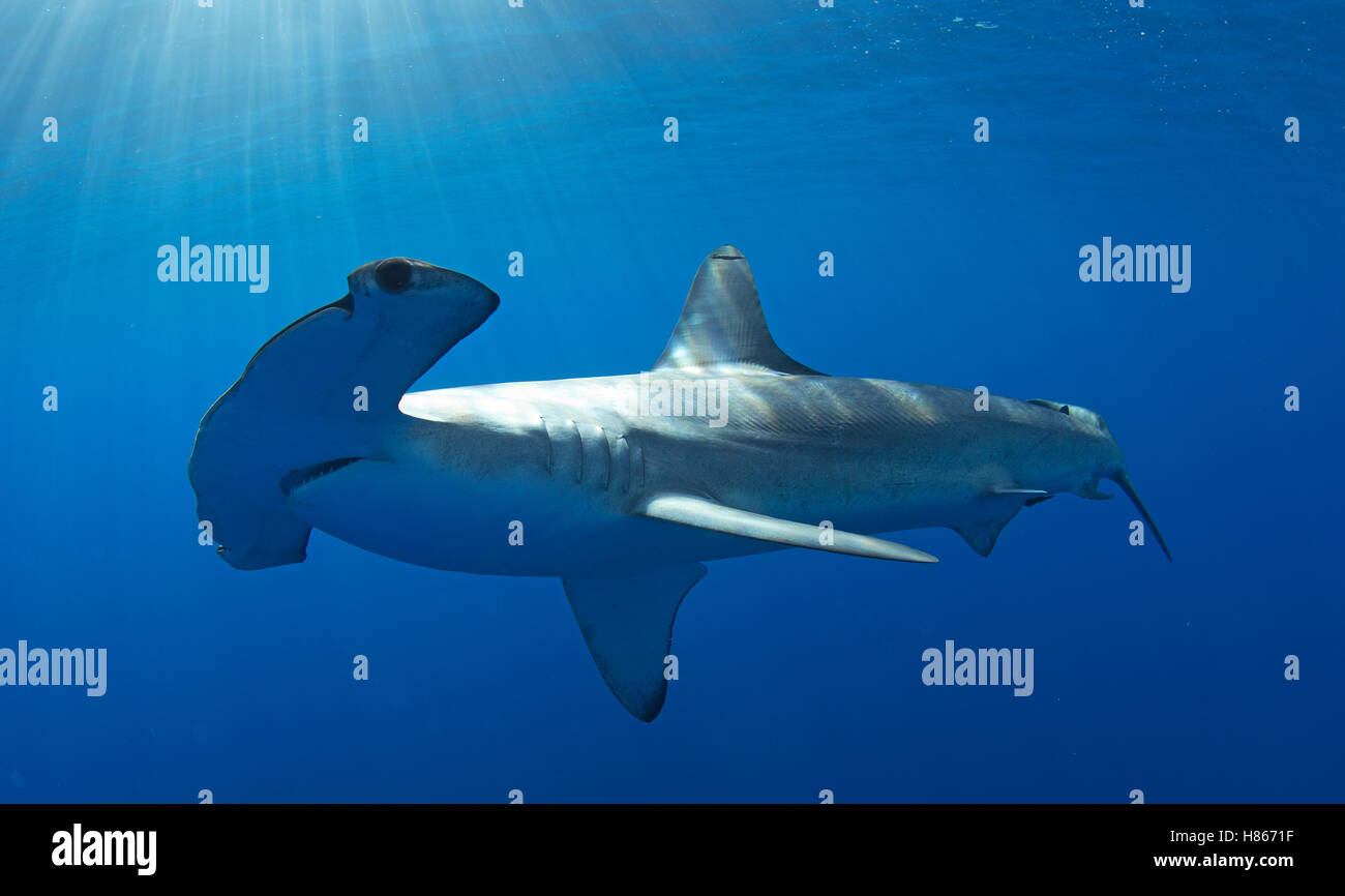 Smooth Hammerhead Shark (Sphyrna zygaena), Nine Mile Bank, San Diego ...