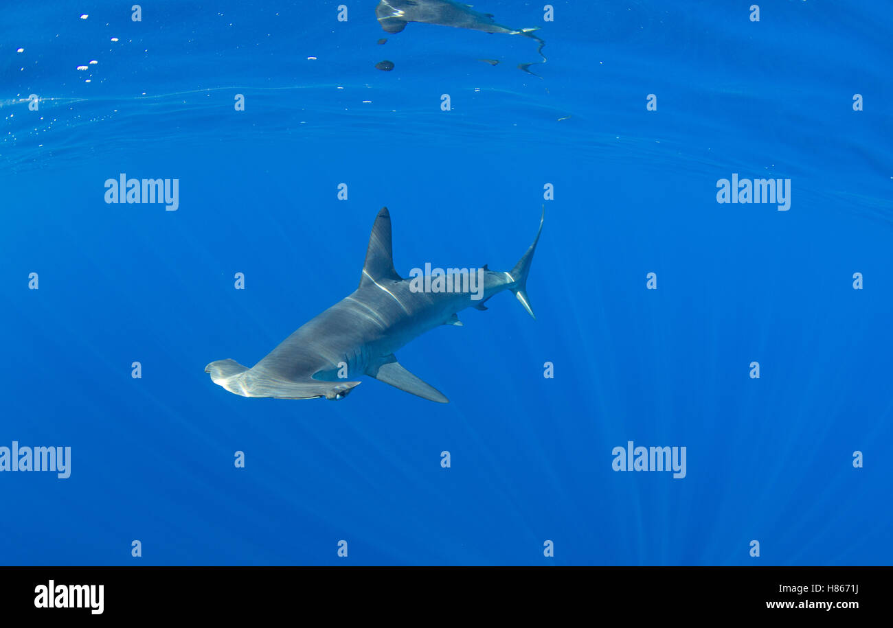 Smooth Hammerhead Shark (Sphyrna zygaena), Nine Mile Bank, San Diego ...