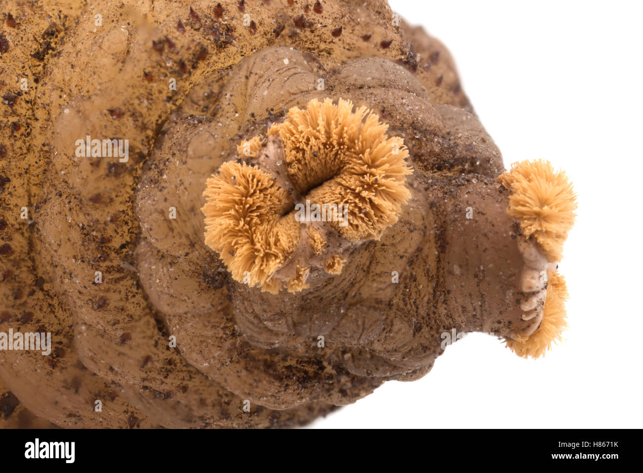 Human Botfly (Dermatobia hominis) anterior spiracles of pupa, Belize ...