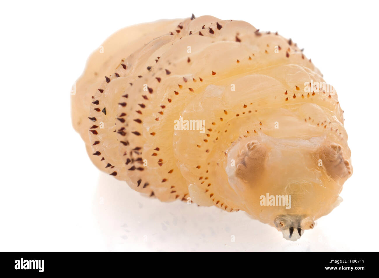 Human Botfly (Dermatobia hominis) third instar larva, Belize Stock ...