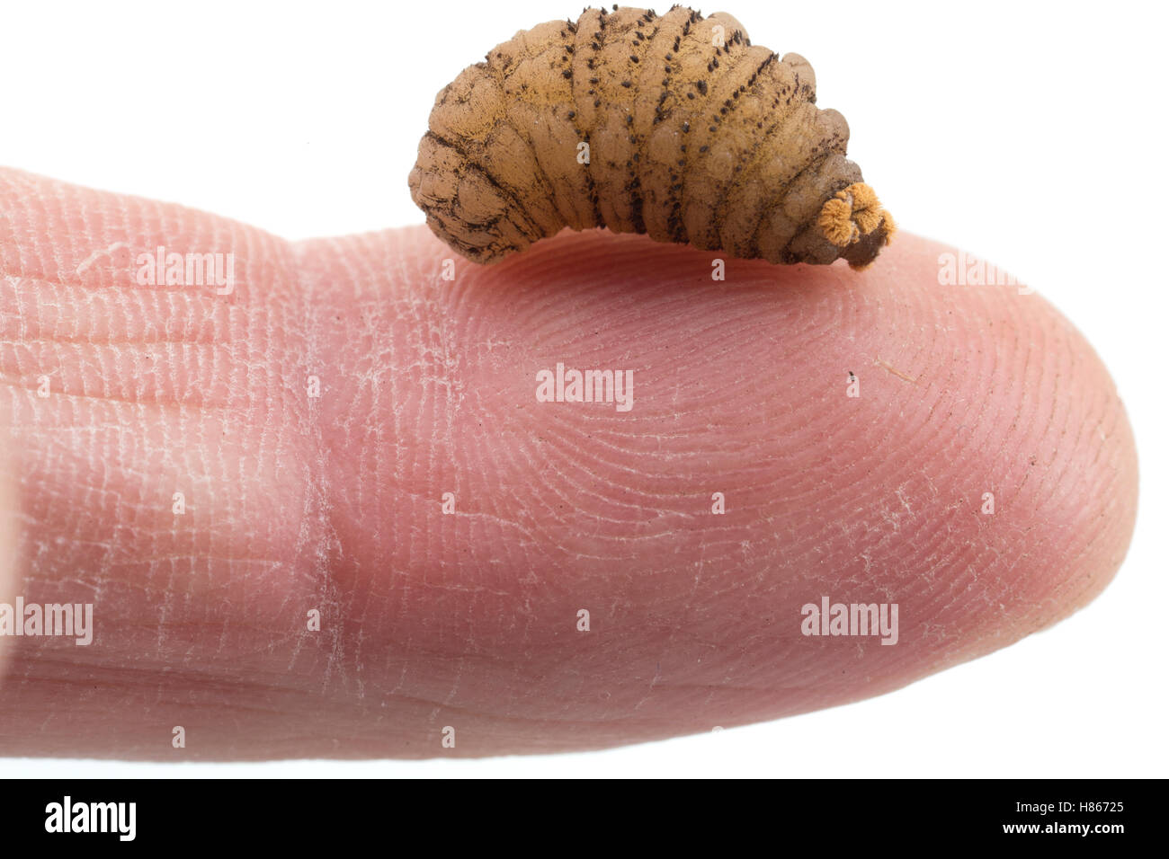 Human Botfly (Dermatobia hominis) pupa, Belize Stock Photo - Alamy