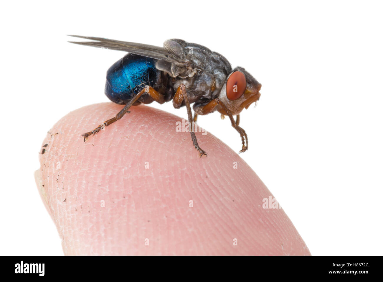 Human Botfly (Dermatobia hominis), Belize Stock Photo - Alamy