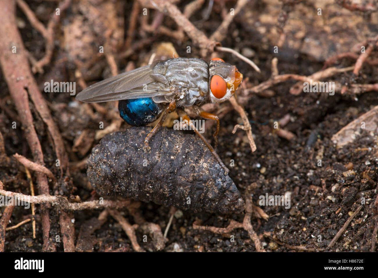 Human Botfly (Dermatobia hominis) with puparium, Belize Stock Photo - Alamy