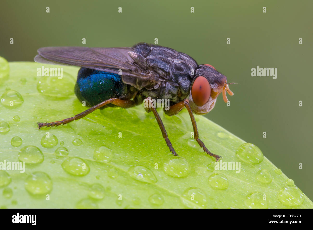 Human Botfly (Dermatobia hominis), Belize Stock Photo - Alamy