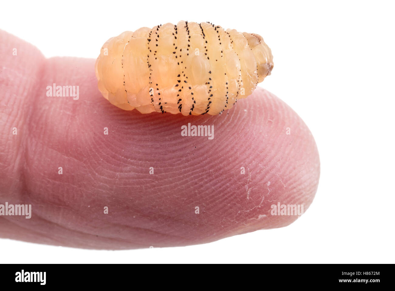 Human Botfly (Dermatobia hominis) third instar larva, Belize Stock ...