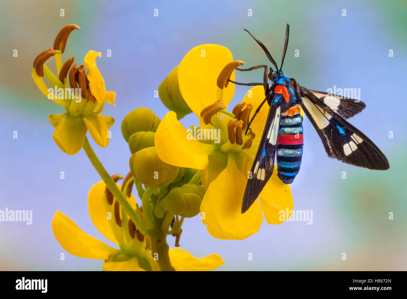 Footman Moth (Amata sp) displaying warning coloration, Goronogosa ...