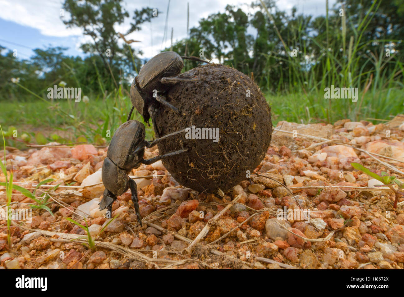 Dung Beetle (Kheper aegyptiorum) pair rolling dung ball, Gorongosa ...