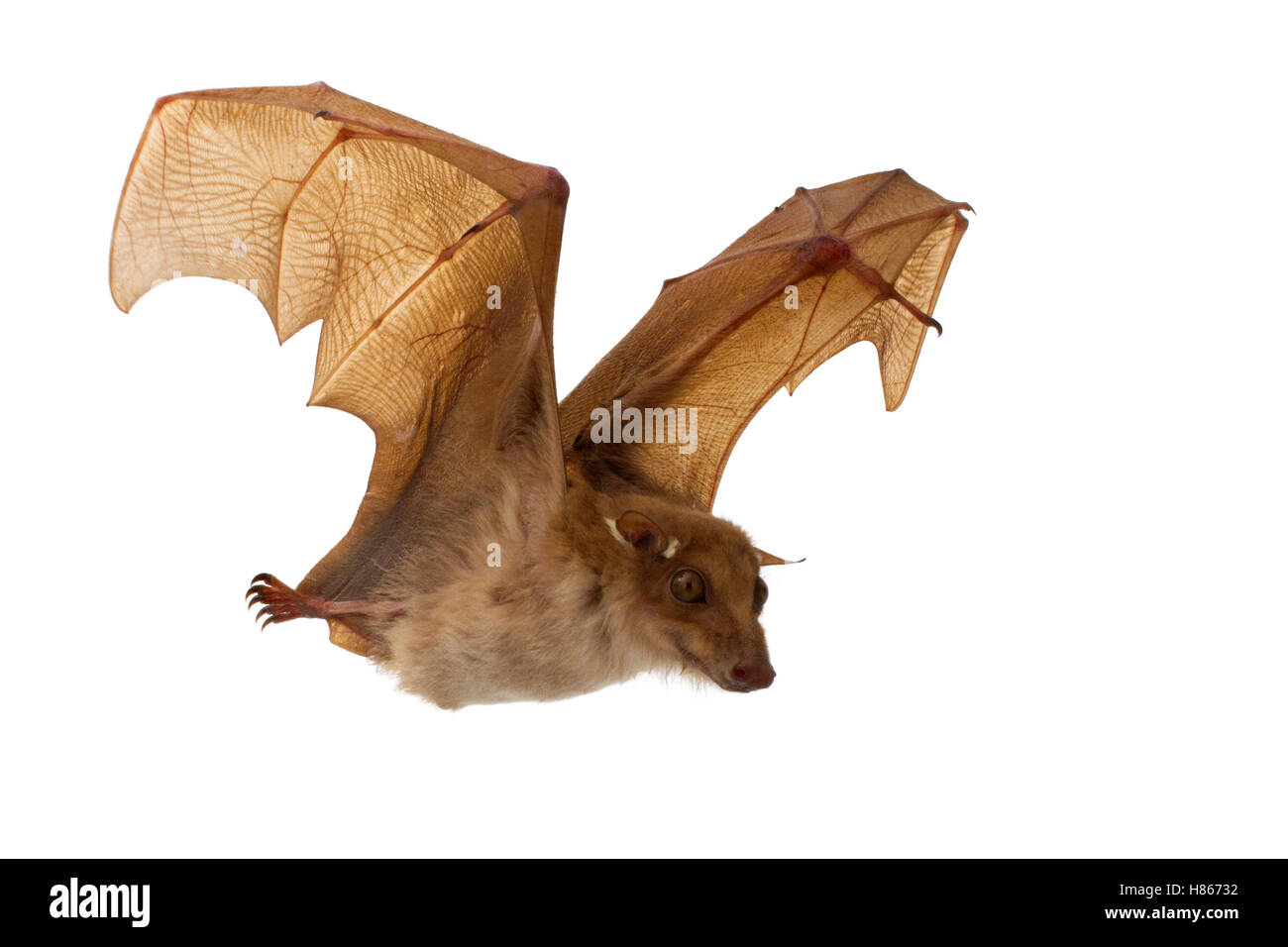 Peter's Epauletted Fruit Bat (Epomophorus crypturus) flying, Gorongosa ...