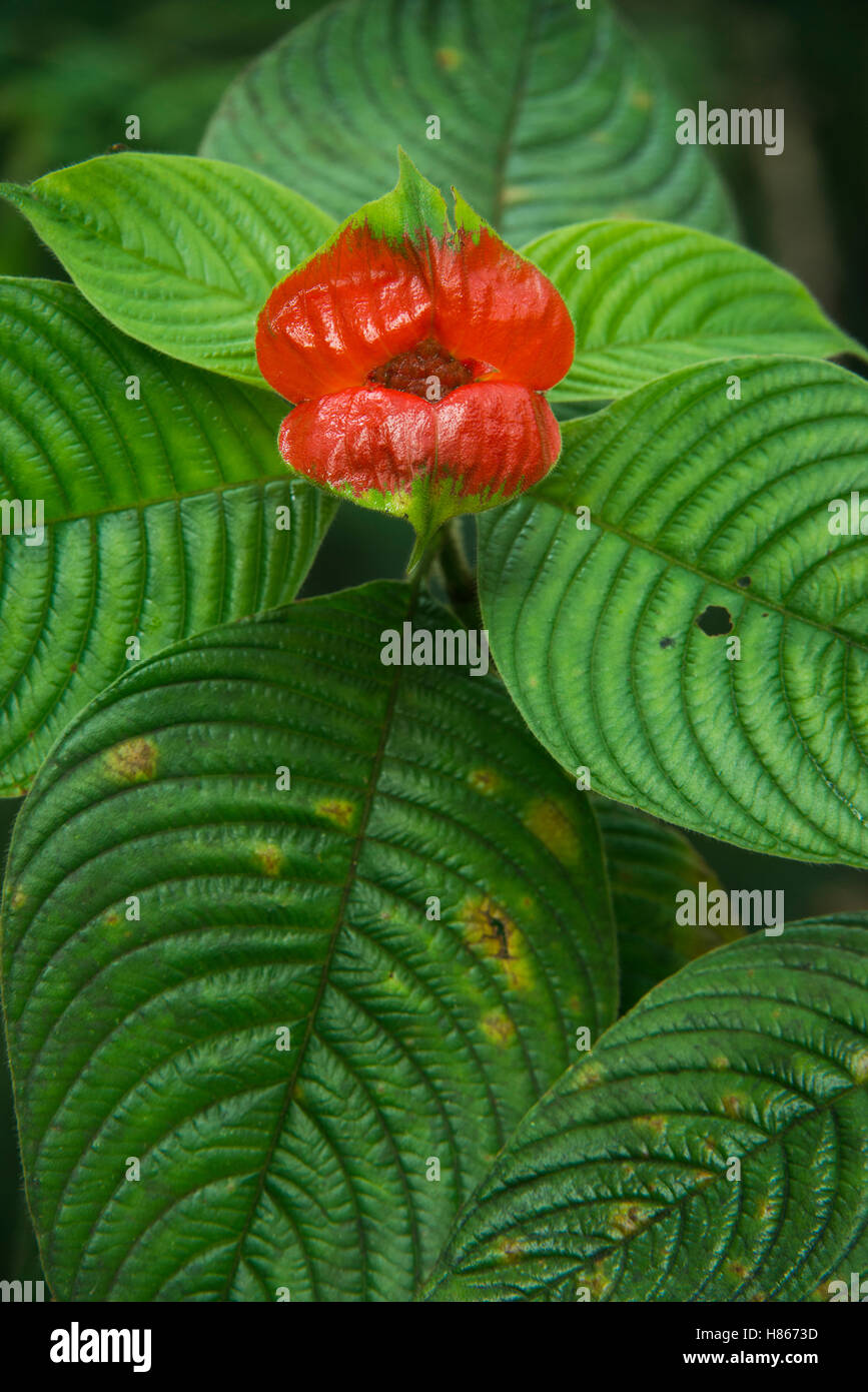 Hot Lips (Psychotria poeppigiana) flower in rainforest, Ecuador Stock ...