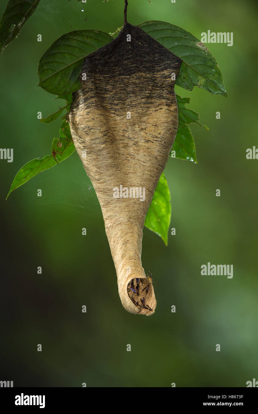 Wasp (Polybia sp) nest in rainforest, Ecuador Stock Photo - Alamy