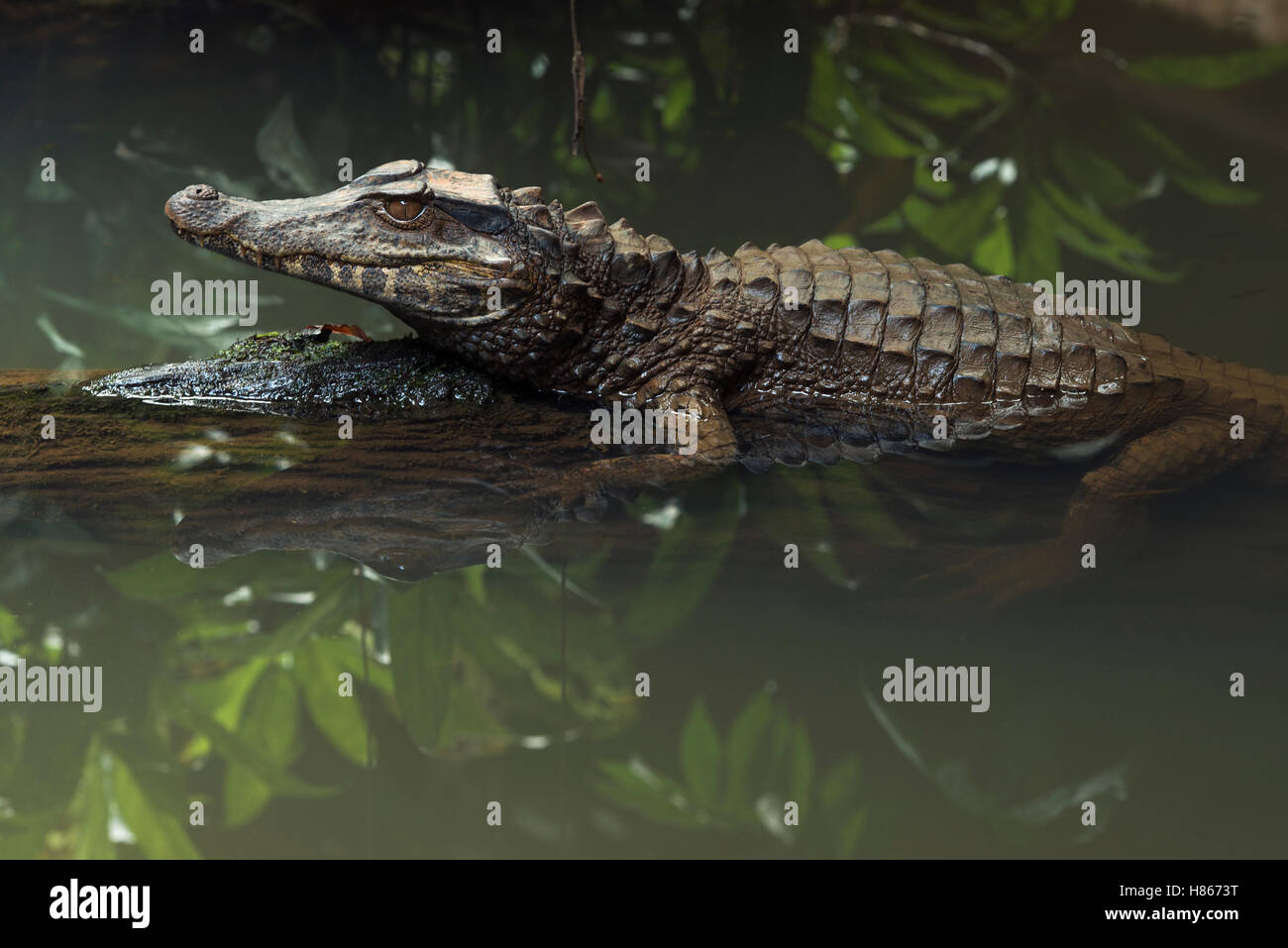 Schneider's Dwarf Caiman (Paleosuchus trigonatus), Ecuador Stock Photo ...