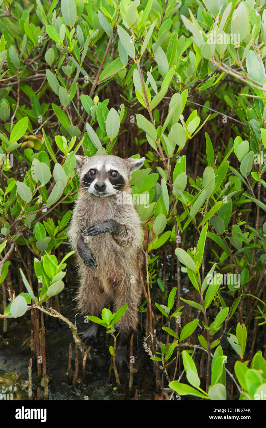 Cozumel Raccoon (Procyon pygmaeus) standing, Cozumel Island, Mexico ...