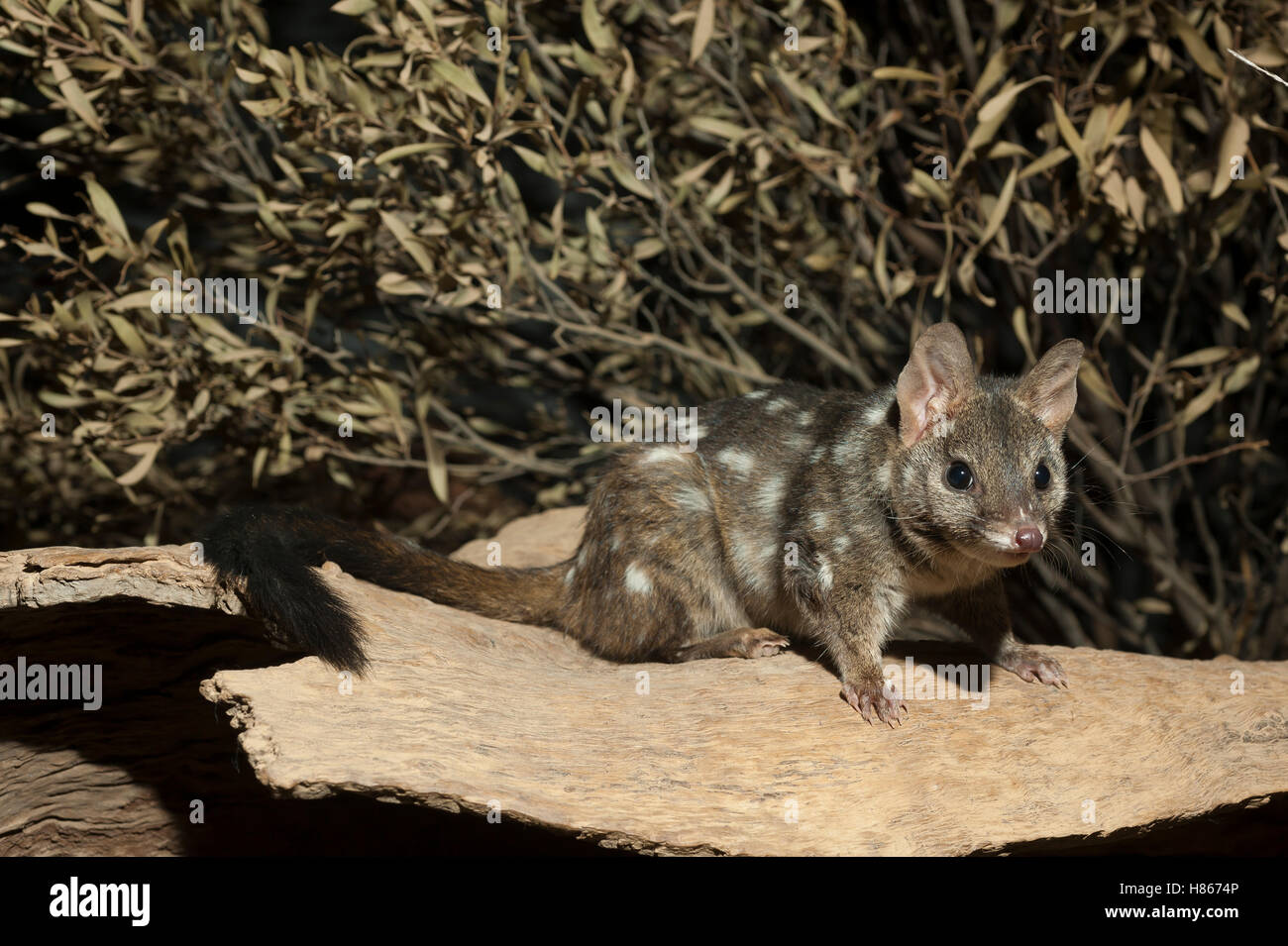 Western Quoll (Dasyurus geoffroii), Alice Springs Desert Park, Northern ...