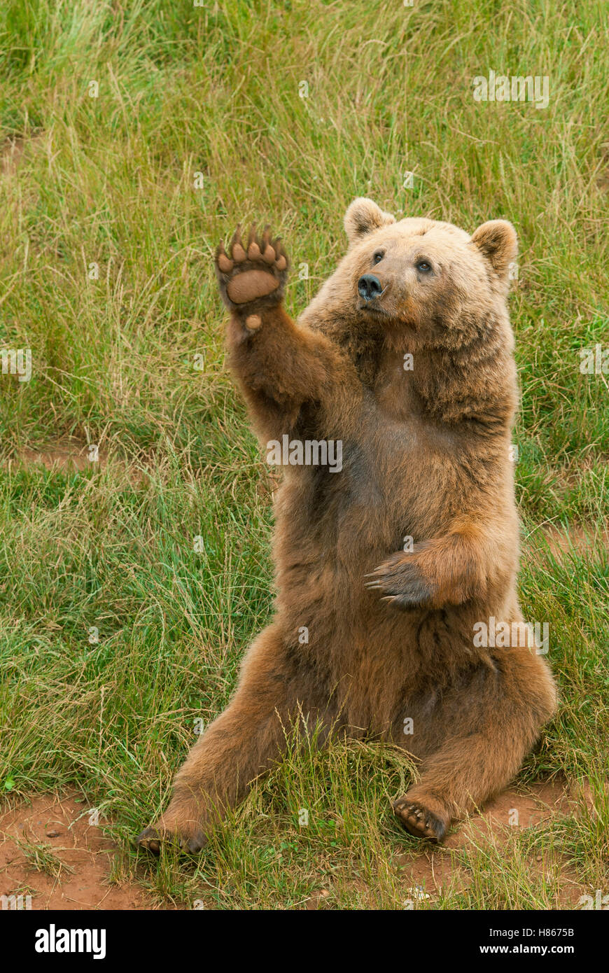 Brown Bear (Ursus arctos) raising paw, Spain Stock Photo - Alamy