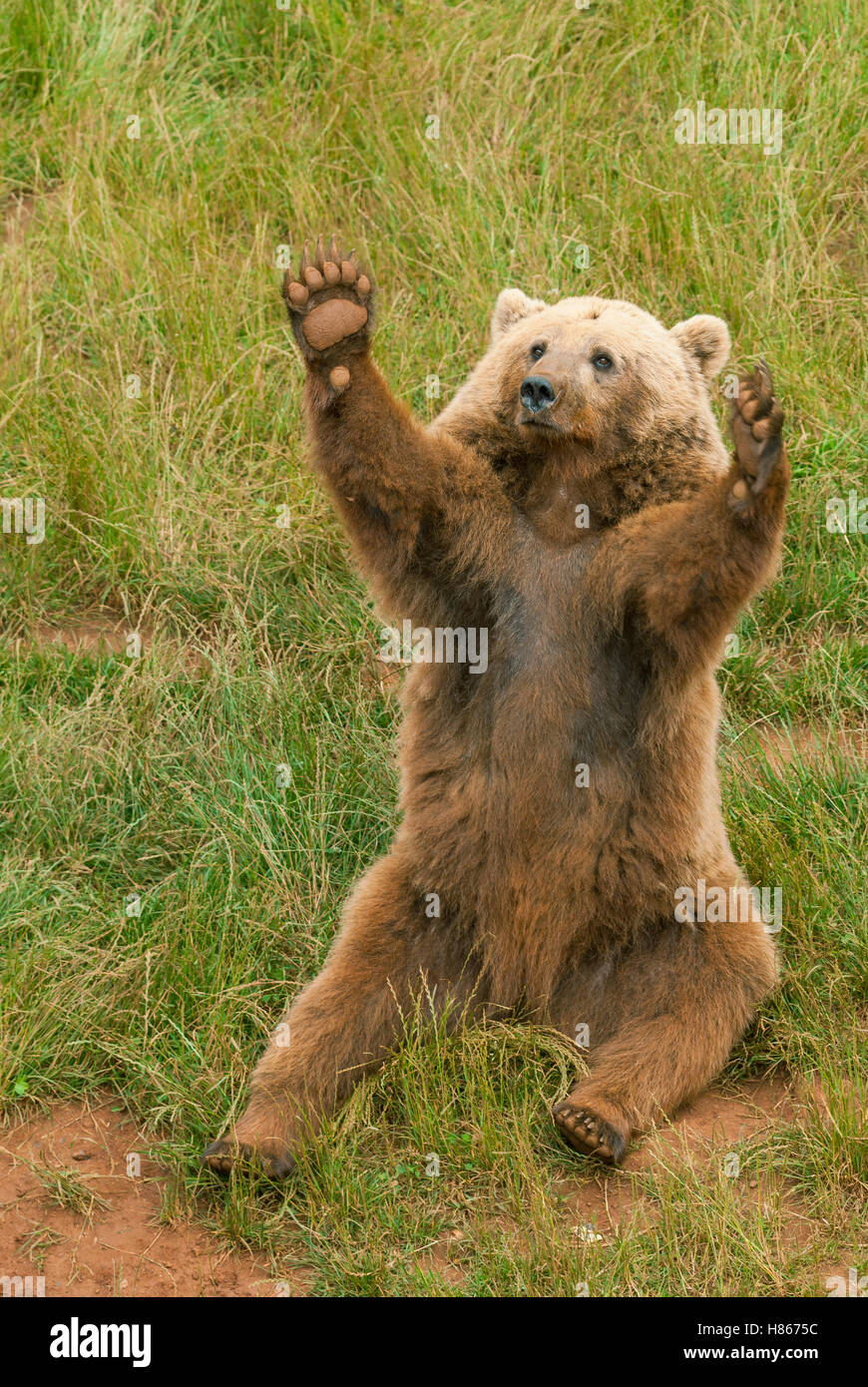 Brown Bear (Ursus arctos) raising paws, Spain Stock Photo - Alamy