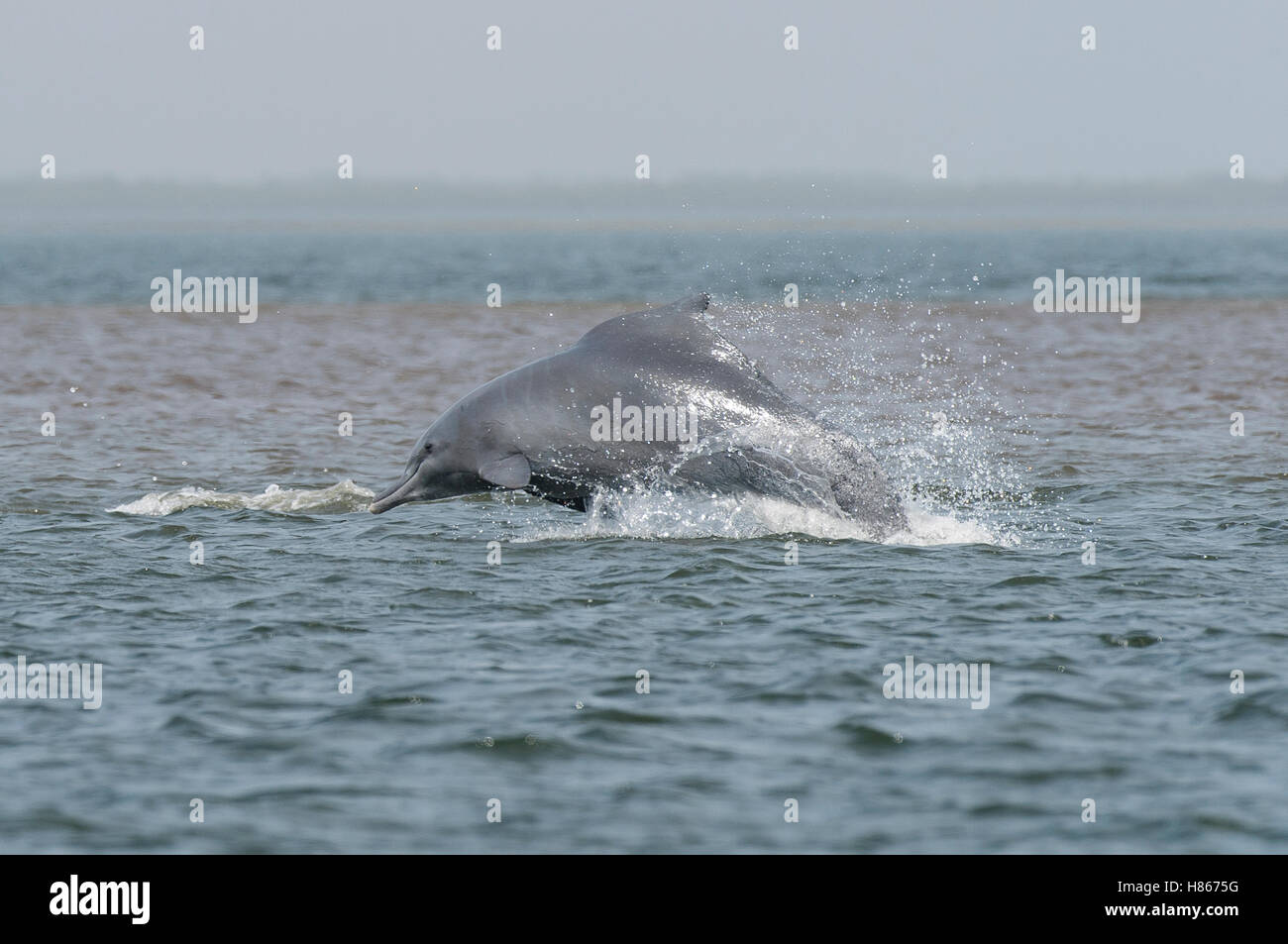Atlantic Hump-backed Dolphin (Sousa teuszii) jumping, Senegal Stock ...