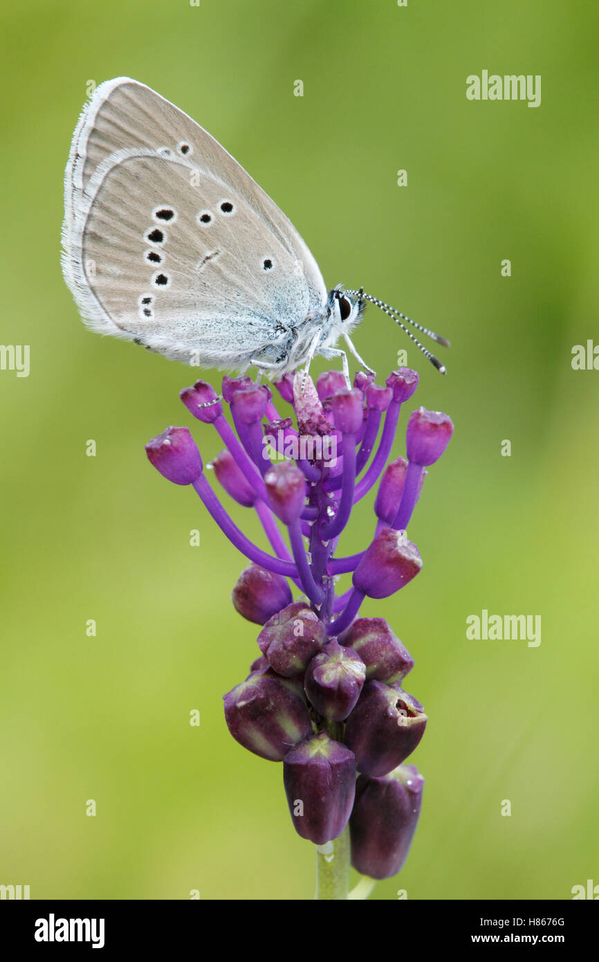 Mazarine Blue (Cyaniris semiargus) butterfly, Dordogne, France Stock ...