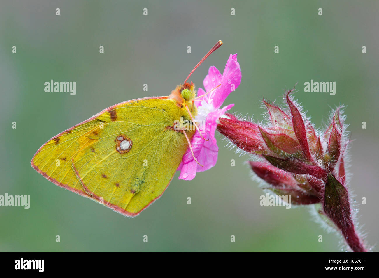 Clouded Yellow (Colias croceus) butterfly, Netherlands Stock Photo - Alamy