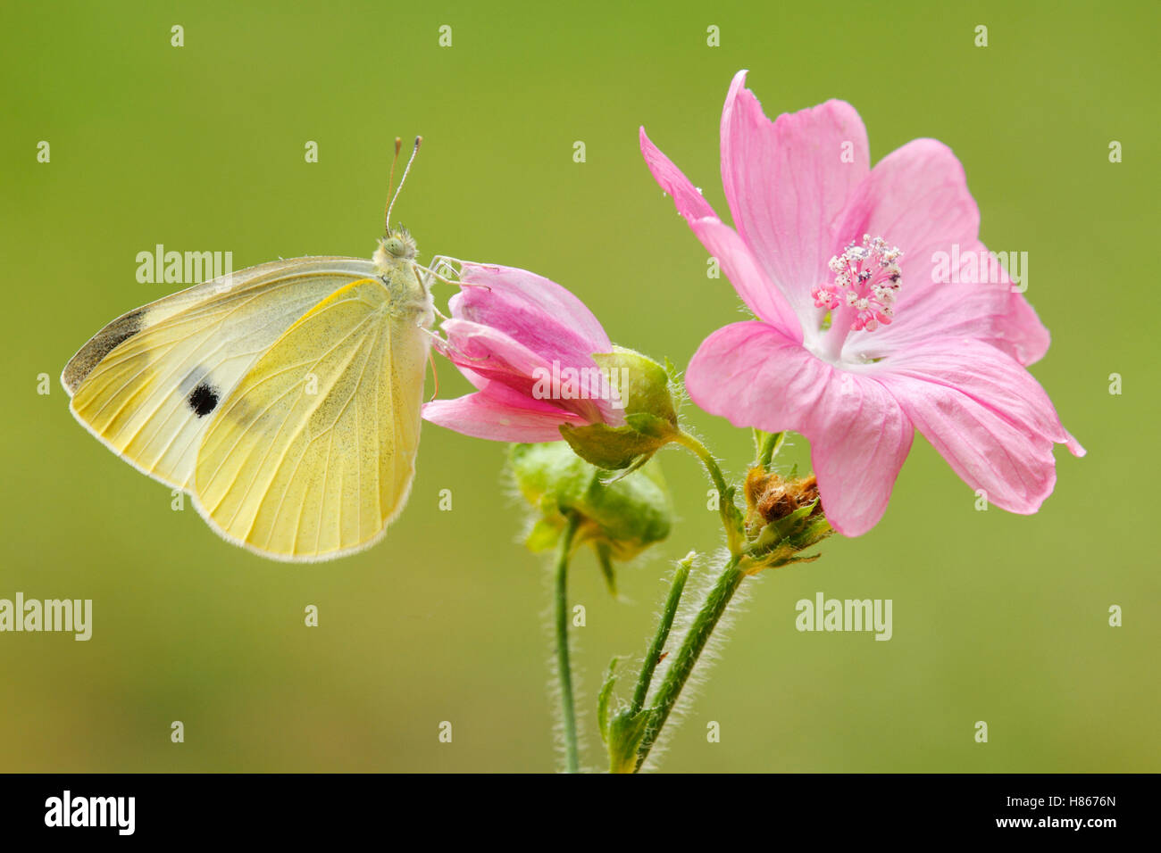 Cabbage White (Pieris rapae) butterfly on flower, Netherlands Stock ...