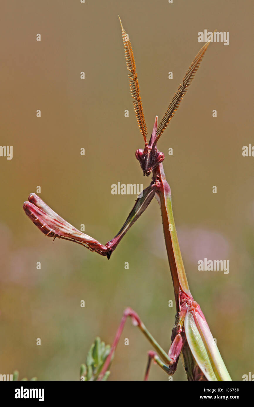 Praying Mantis (Empusa pennata), Luberon Valley, France Stock Photo - Alamy