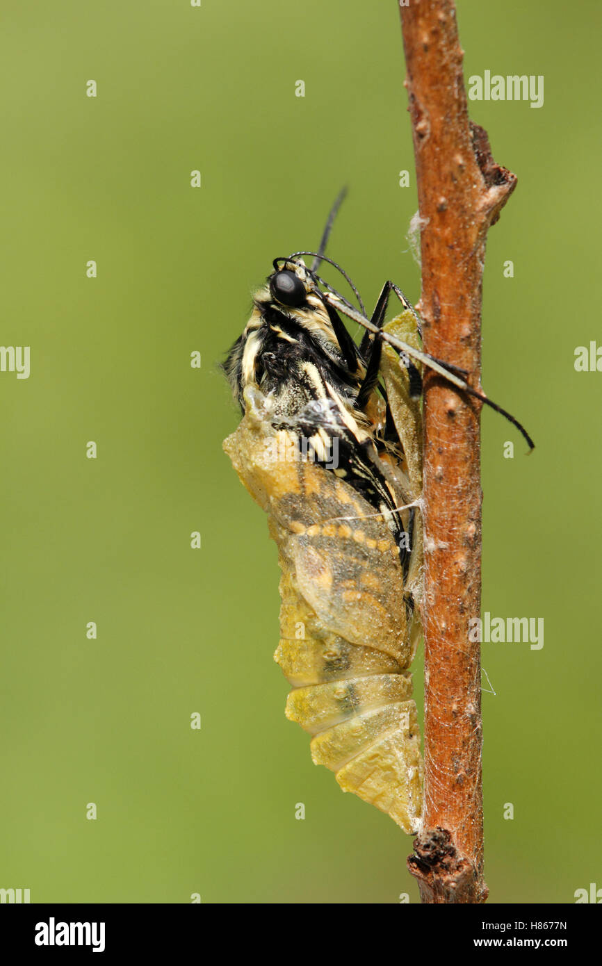 Oldworld Swallowtail (Papilio machaon) butterfly emerging from chrysalis, Netherlands, sequence ...