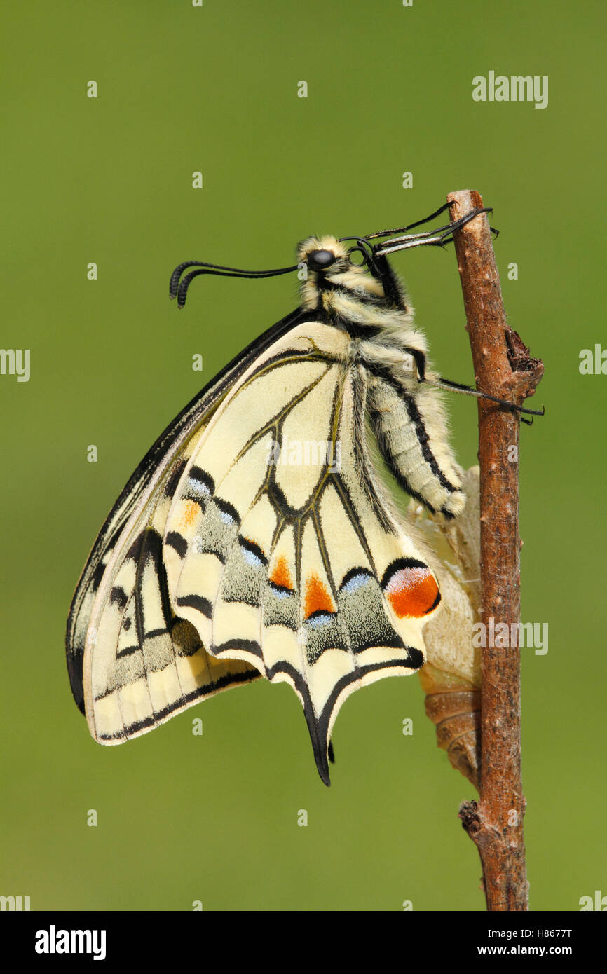 Oldworld Swallowtail (Papilio machaon) butterfly, Netherlands, sequence ...