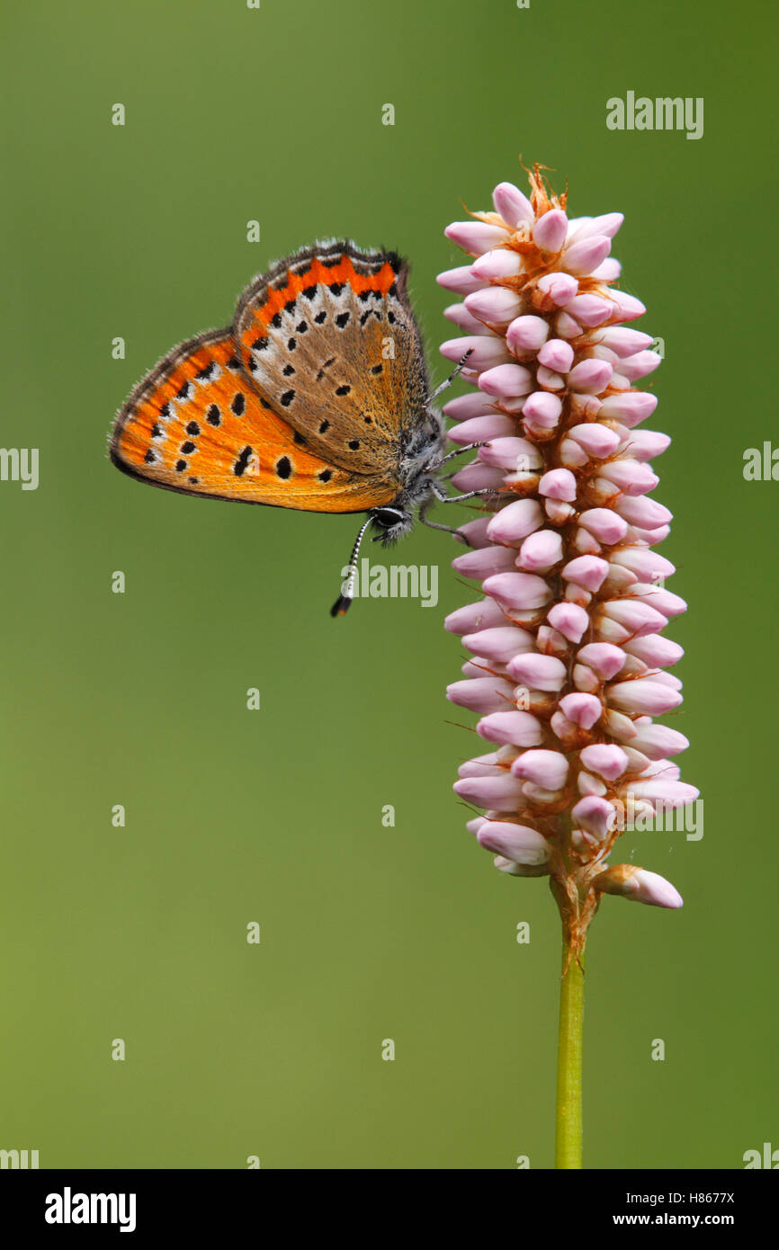 Violet Copper (Lycaena helle) butterfly, Eifel, Germany Stock Photo - Alamy