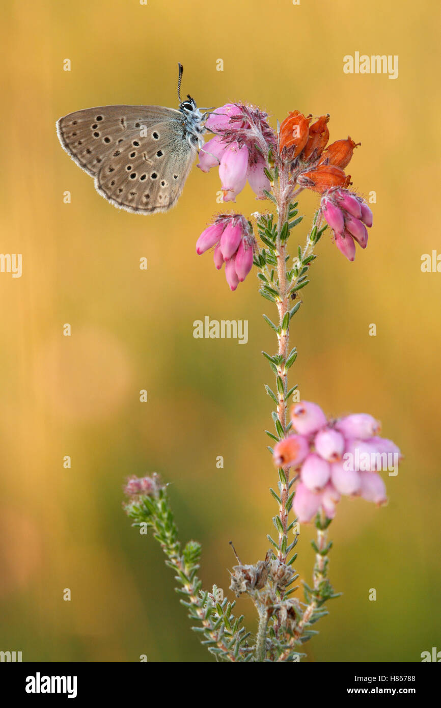 Alcon Blue (Maculinea alcon) butterfly, Netherlands Stock Photo - Alamy