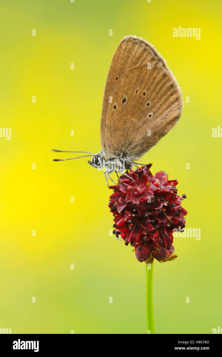 Dusky Large Blue Butterfly (Maculinea nausithous), Bavaria, Germany ...