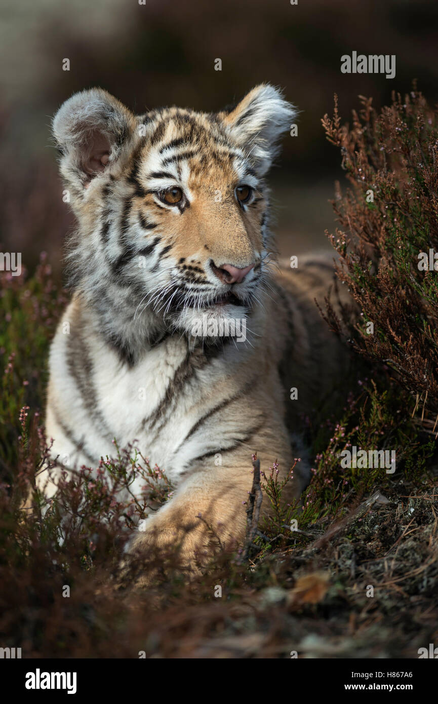 Royal bengal tiger in bush hi-res stock photography and images - Alamy