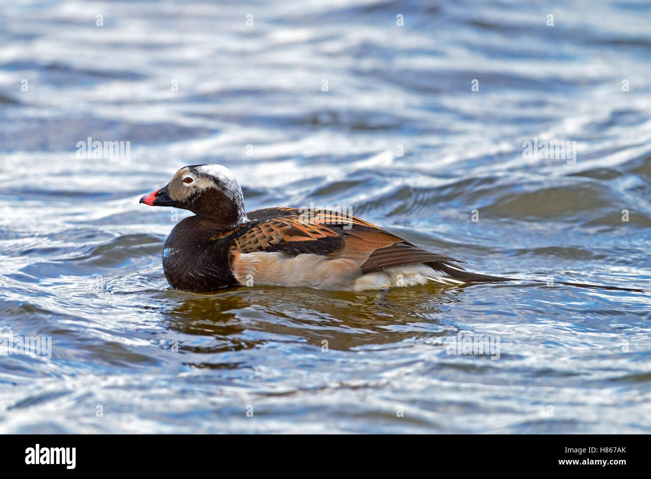 Long-tailed Duck (Clangula hyemalis) drake, Lake Myvatn, Iceland Stock ...
