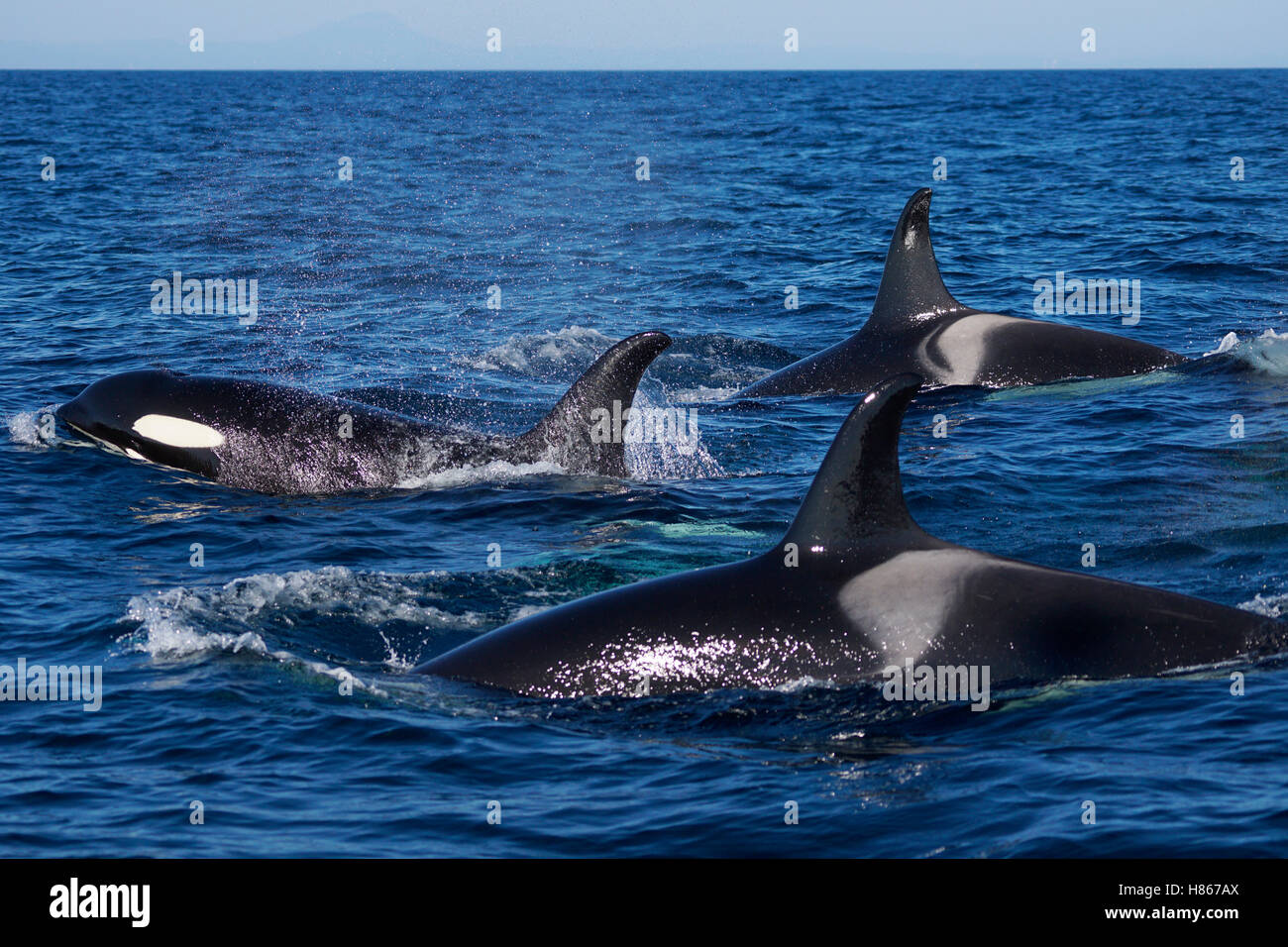 Orca (Orcinus orca) pod surfacing, Hokkaido, Japan Stock Photo - Alamy