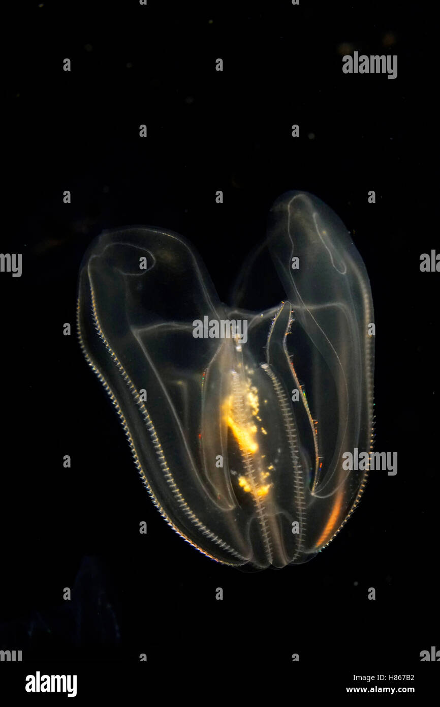 Comb Jelly (Mnemiopsis sp) exhibiting bioluminescence, Japan Stock ...