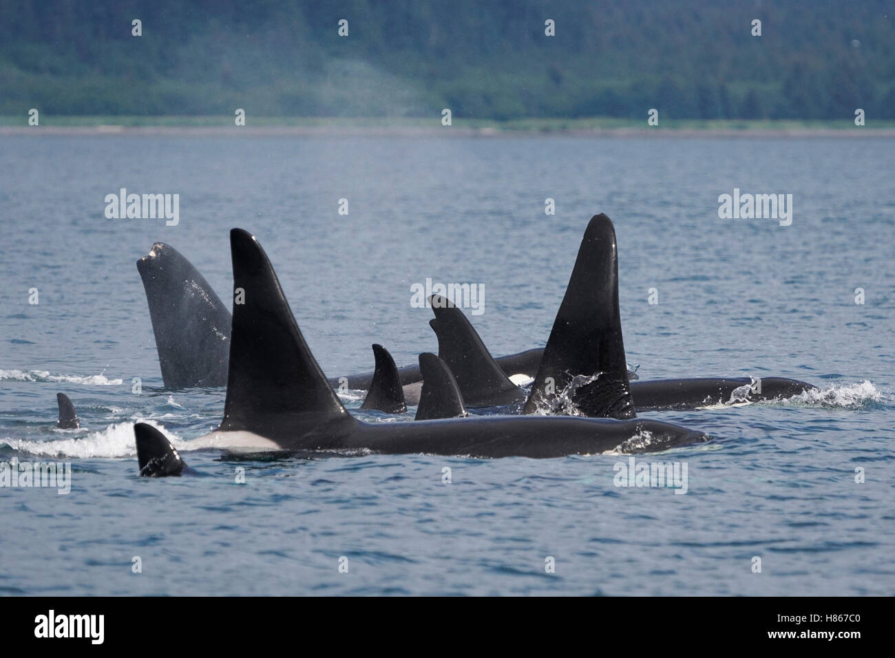 Orca (Orcinus orca) pod surfacing, Prince William Sound, Alaska Stock ...