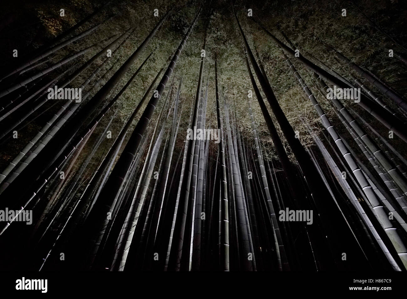 Bamboo forest at night, Kyoto, Japan Stock Photo - Alamy
