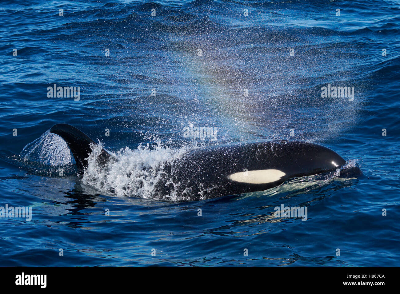 Orca (Orcinus orca) surfacing, Hokkaido, Japan Stock Photo - Alamy