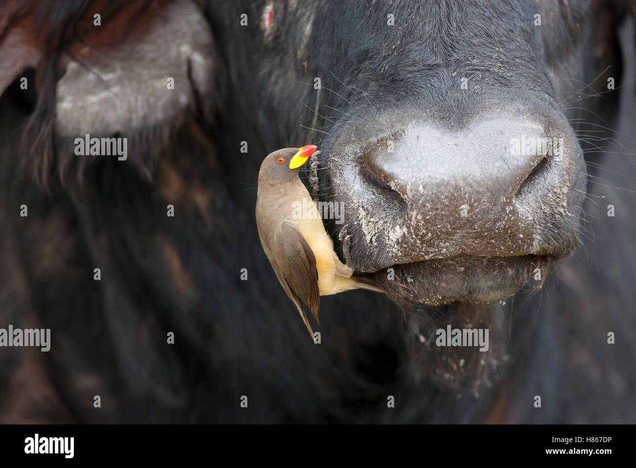 Yellow-billed Oxpecker (Buphagus africanus) on Cape Buffalo (Syncerus ...