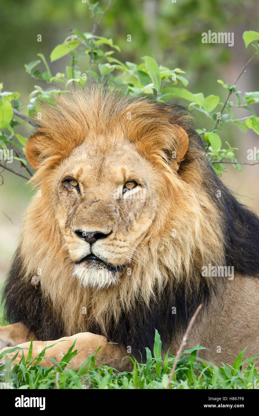 African Lion (Panthera leo) male, Chobe National Park, Botswana Stock ...