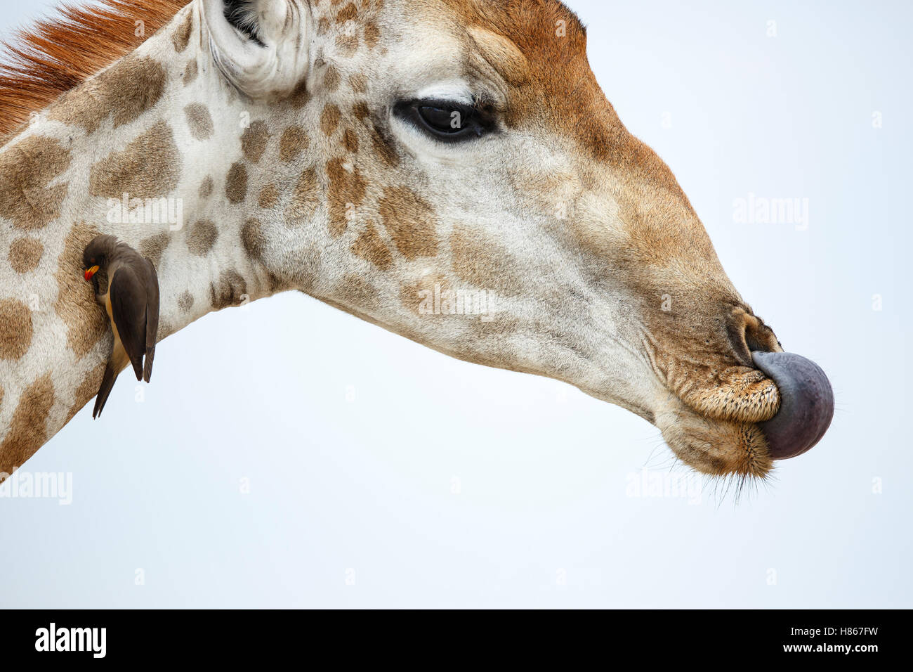Giraffe (Giraffa camelopardalis) with Yellow-billed Oxpecker (Buphagus ...