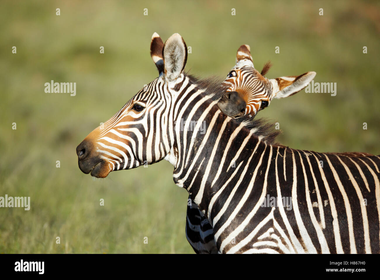 Mountain Zebra (Equus zebra) stallions fighting, Mountain Zebra ...