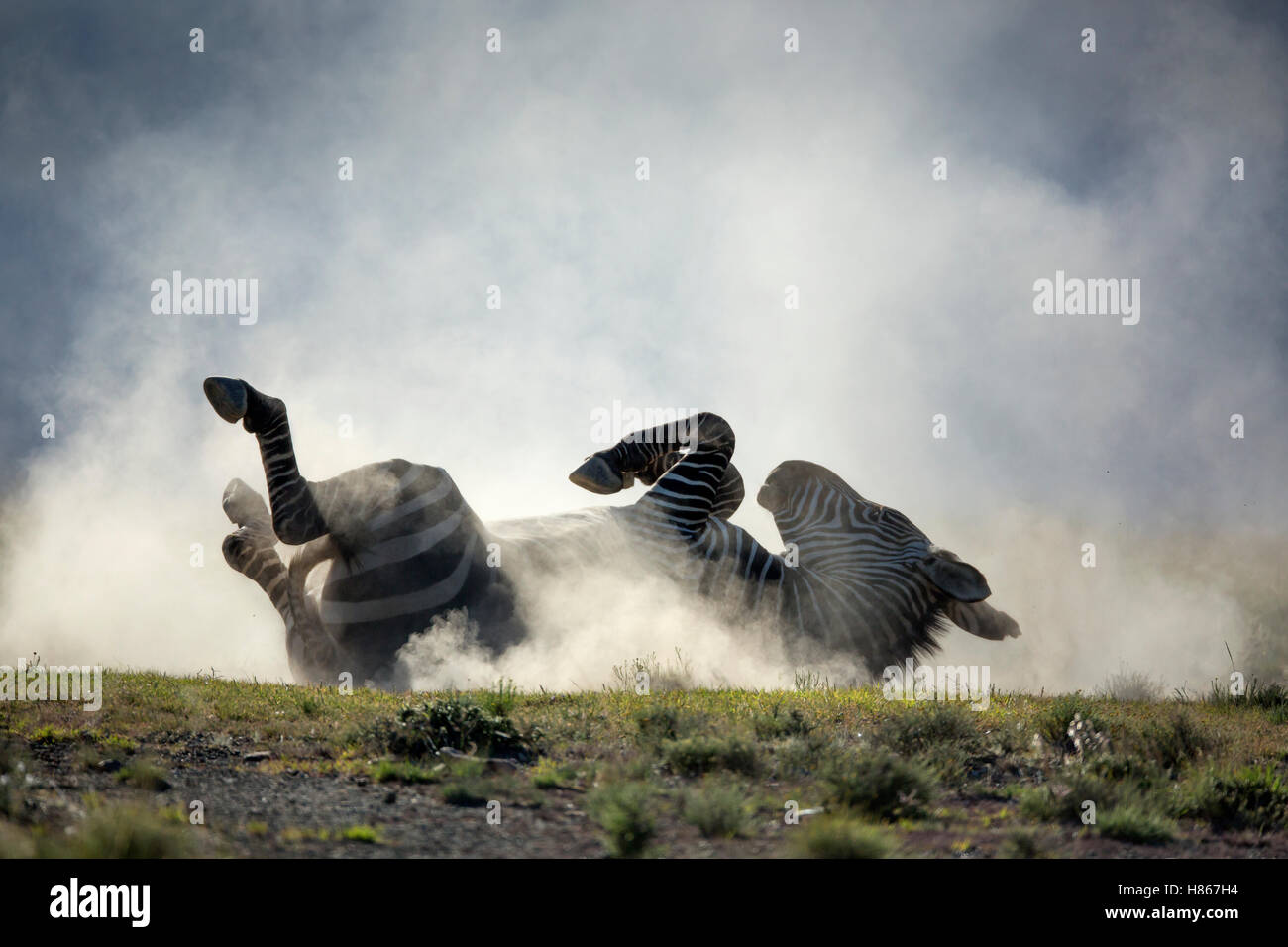 Mountain Zebra (Equus zebra) dust bathing, Mountain Zebra National Park ...
