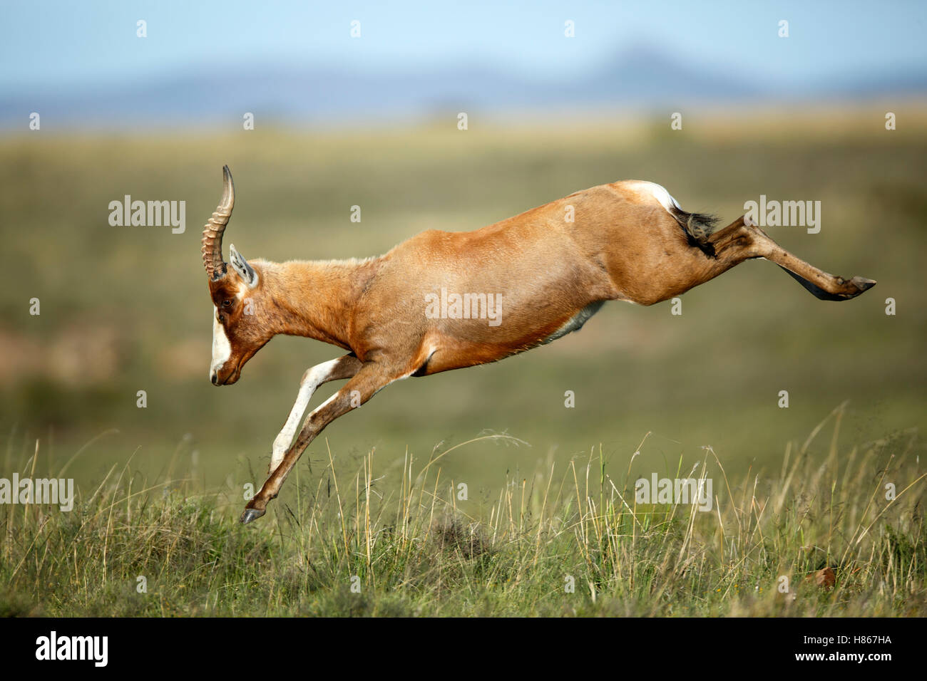 Blesbok (Damaliscus pygargus phillipsi) jumping, Mountain Zebra ...