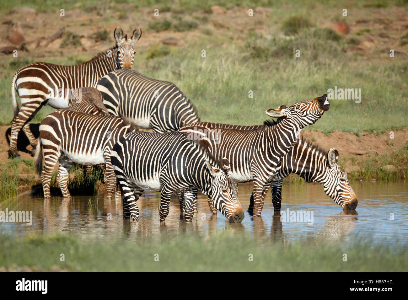 Mountain Zebra (Equus zebra) herd drinking at waterhole, Mountain Zebra ...