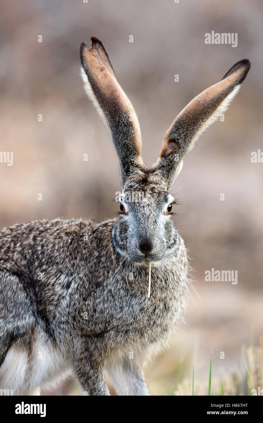 Scrub Hare (Lepus saxatilis), Tankwa Karoo National Park, South Africa ...