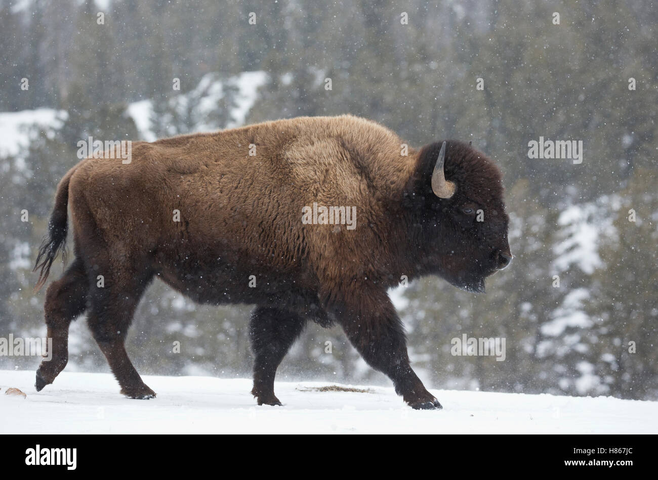 American Bison (Bison bison) walking in snowfall, Yellowstone National Park, Wyoming Stock Photo ...
