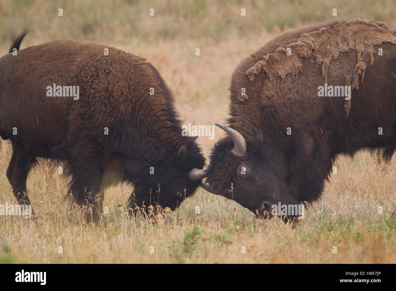 American Bison (Bison bison) juvenile bulls sparring, western Montana ...