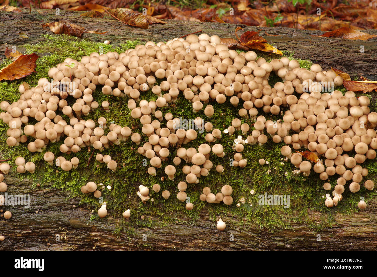 Wolf-fart Puffball (Lycoperdon pyriforme) mushrooms, Netherlands Stock ...