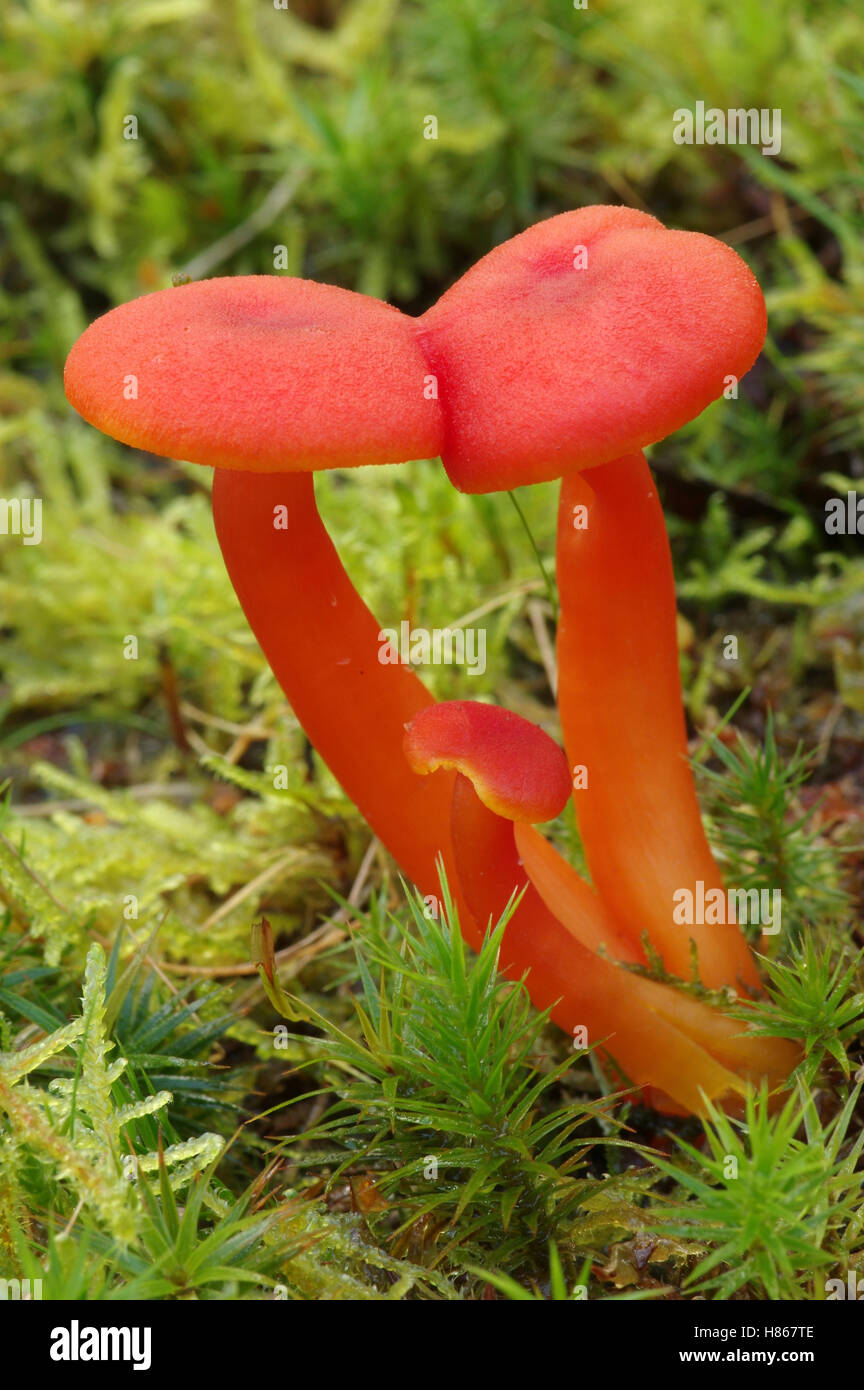 Waxcap (Hygrocybe miniata) mushrooms, Netherlands Stock Photo - Alamy